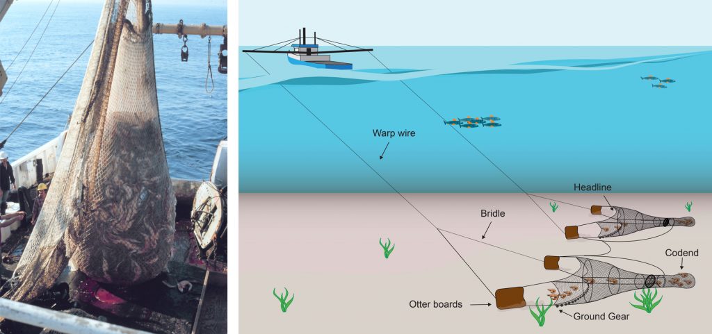 How Far Back in History Can We Trace Shrimp Consumption? - Ocean Garden