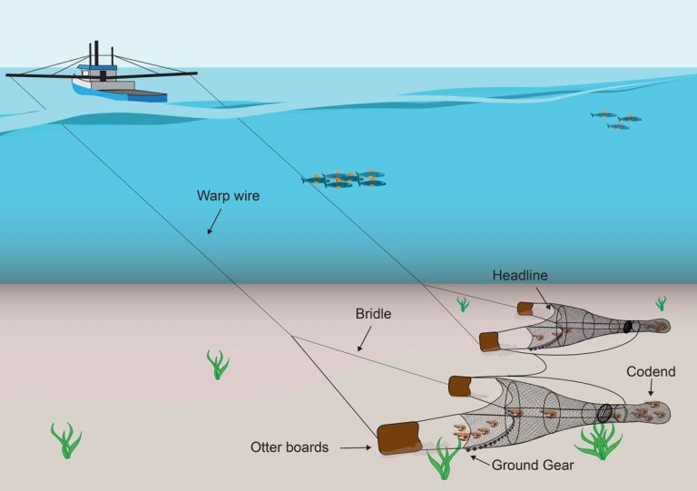 Prawn-trawl-double - Ocean Garden